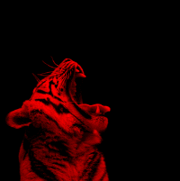 Lsd tiger GIF - Conseguir o melhor gif em GIFER