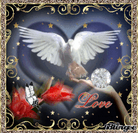 Dove GIFs - Get the best gif on GIFER
