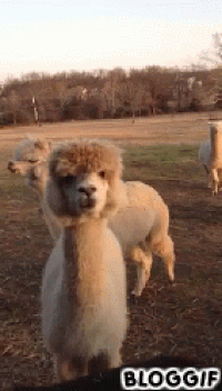 Alpaca GIFs - Get the best gif on GIFER