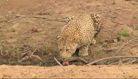 Leopard GIFs - Get the best gif on GIFER