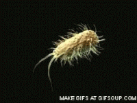 Bacteria GIFs - Get the best gif on GIFER