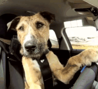 Pincher GIFs - Get the best gif on GIFER