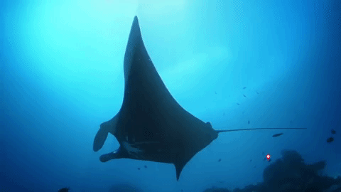 Manta point GIF - Conseguir o melhor gif em GIFER
