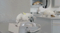 Cockatoos GIFs - Get the best gif on GIFER