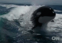 Orca GIFs - Get the best gif on GIFER