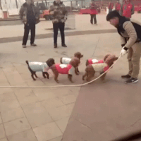 Rope GIFs - Get the best gif on GIFER