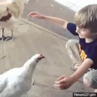 Hen GIFs - Get the best gif on GIFER