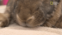 Sniffs GIFs - Get the best gif on GIFER
