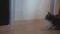 M8 GIF - Conseguir o melhor gif em GIFER