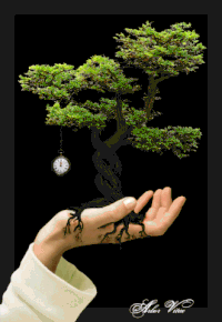 Tree GIFs - Get the best gif on GIFER