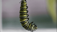 Caterpillar GIFs - Get the best gif on GIFER
