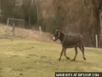 Emu GIFs - Get the best gif on GIFER