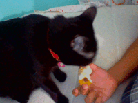 Munching GIFs - Get the best gif on GIFER