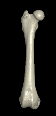 Bone гифки, анимированные GIF изображения bone - скачать гиф картинки ...