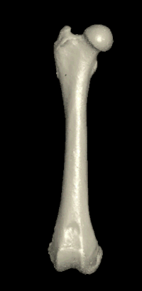 Bone GIFs - Get the best gif on GIFER