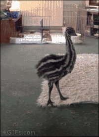 Emu GIFs - Get the best gif on GIFER