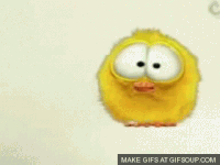 Pollito GIFs - Get the best gif on GIFER