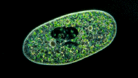 Paramecium feeding GIFs - Obtenez le meilleur gif sur GIFER