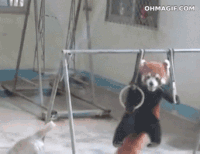 Strongest GIFs - Get the best gif on GIFER