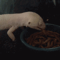 Gecko GIFs - Get the best gif on GIFER