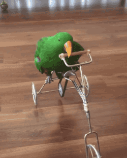 Bike riding bird GIF - Conseguir o melhor gif em GIFER