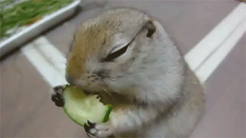 Cucumbers GIF - Conseguir el mejor gif en GIFER