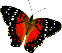 Papillon GIFs - Get the best gif on GIFER