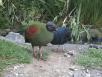 Cartoon Flying Quail