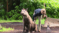Tapirs GIFs - Get the best gif on GIFER
