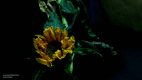 Sunflower GIFs - Get the best gif on GIFER