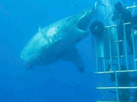 Facts GIFs - Get the best gif on GIFER