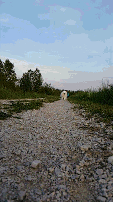 Spitz гифки, анимированные GIF изображения spitz - скачать гиф картинки ...