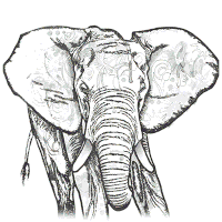 Elephant GIFs - Get the best gif on GIFER