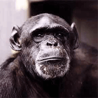 Chimps GIFs - Get the best gif on GIFER