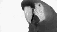 Curious GIFs - Get the best gif on GIFER
