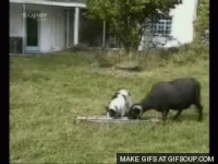 Bode GIFs - Get the best gif on GIFER