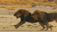 Lion GIFs - Get the best gif on GIFER