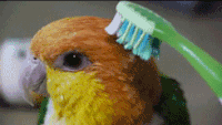 Parrot GIFs - Get the best gif on GIFER