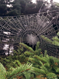 Spider GIFs - Get the best gif on GIFER