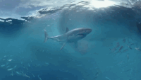Tiburon GIFs - Get the best gif on GIFER