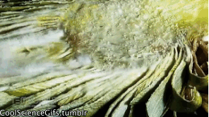 Decomposers GIFs - Get the best gif on GIFER