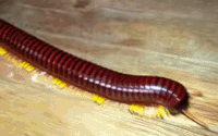 Millipedes GIFs - Get the best gif on GIFER