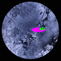 Bacteria GIFs - Get the best gif on GIFER