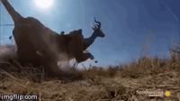 Adaptation GIFs - Get the best gif on GIFER
