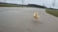 Duck GIFs - Get the best gif on GIFER