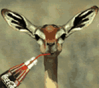 Antelope GIFs - Get the best gif on GIFER