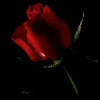 Bled GIFs - Get the best gif on GIFER