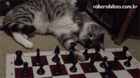 Pawn GIFs - Get the best gif on GIFER