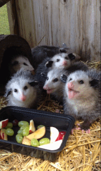 Opossum GIFs - Get the best gif on GIFER
