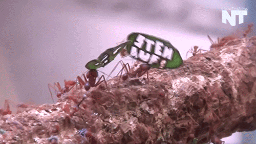 Small protest GIFs - Get the best gif on GIFER